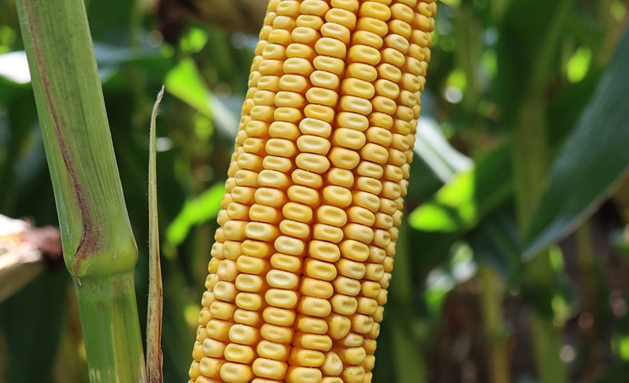 AgVenture High Plains | High-Class Genetics